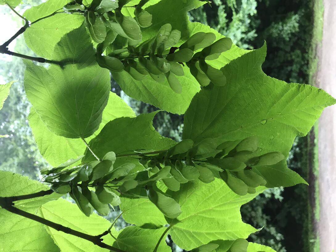 Striped Maple | CMP Tree Selection Tool